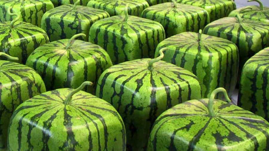 Check out this hot food trend -- Square watermelons