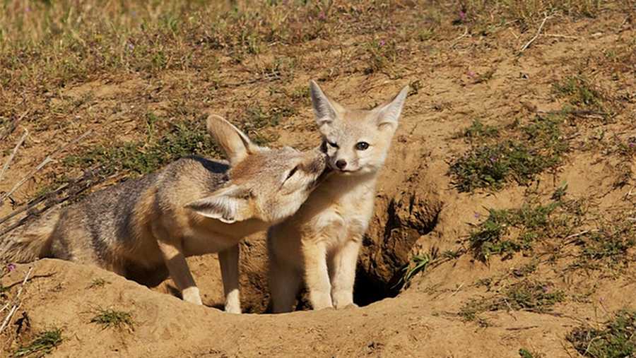 Feds California Rail Project Infringed On Fox Habitat feds-california-rail-project-infringed-on-fox-habitat
