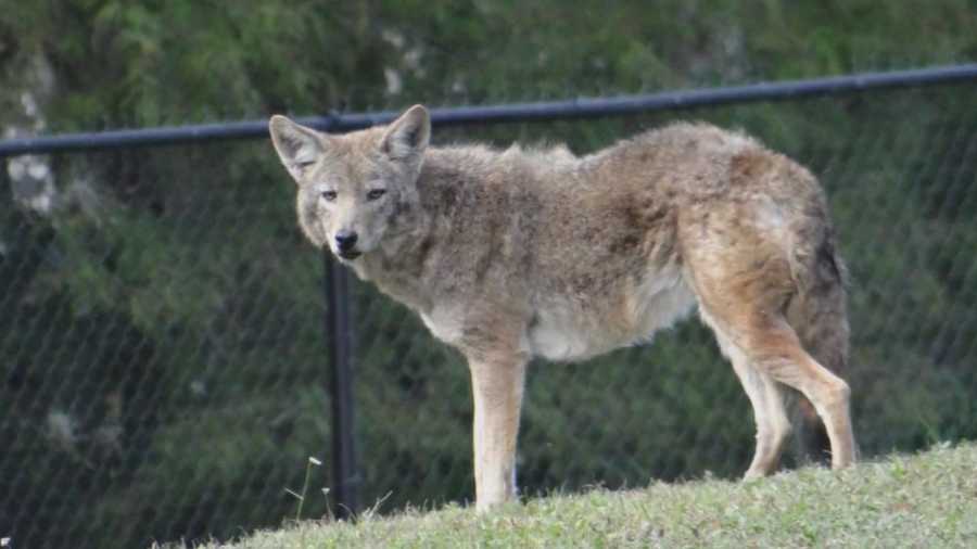 FWC: Coyotes spotted in College Park