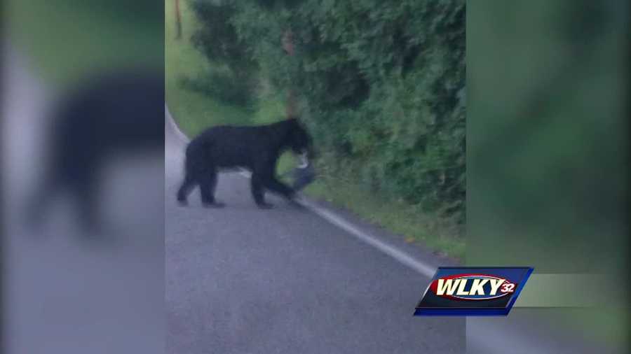 Officials: Bear spotted in Corydon likely swam across Ohio River