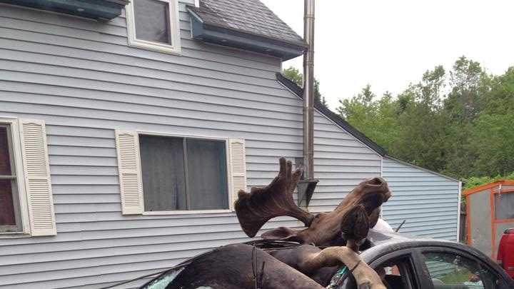 Incredible photos of moose vs. car
