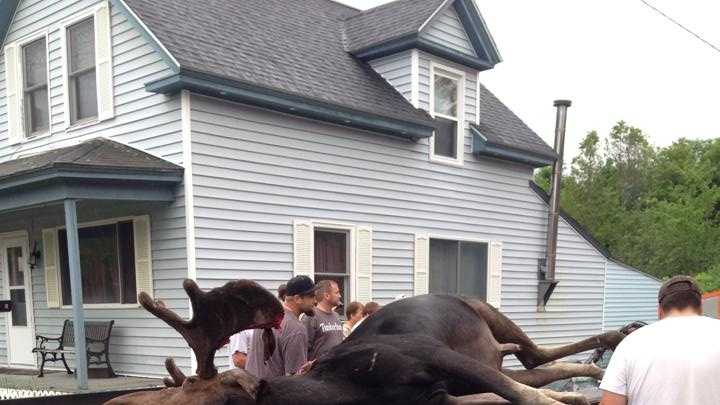 Incredible photos of moose vs. car