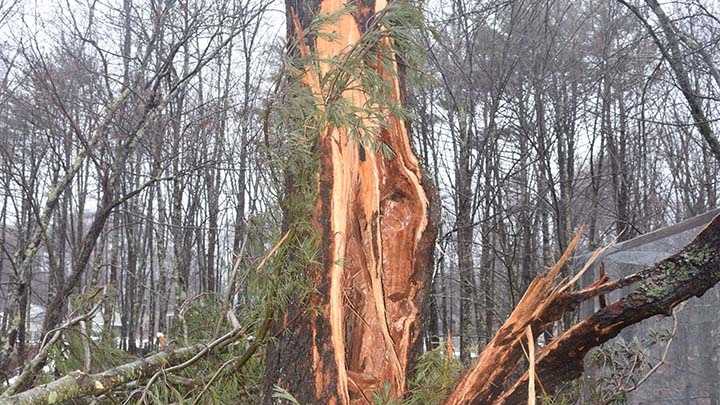 Powerful lightning strike hits tree, sends wood flying