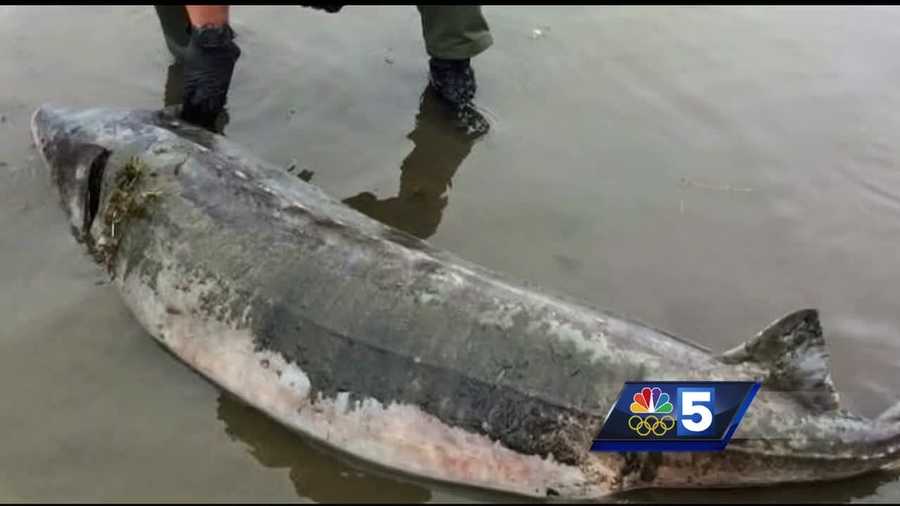 Real-life lake monster discovered in Lake Champlain's waters