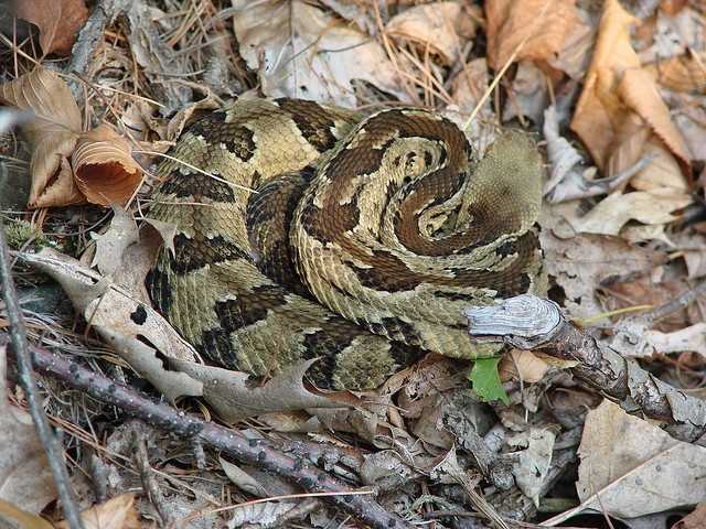 Venomous snakes of Alabama