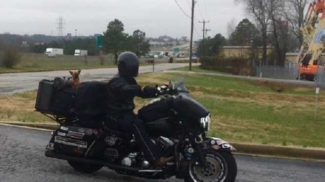 Man, dog ride motorcycle 100,000 miles to honor military families