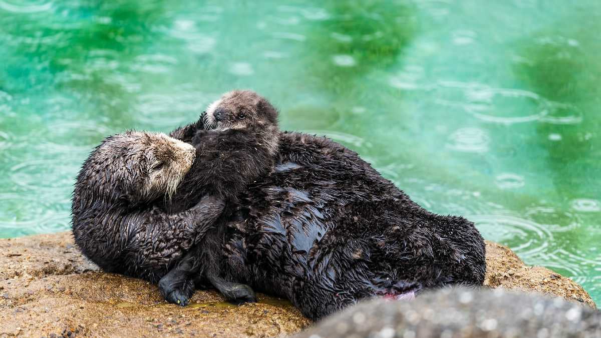 Another Wild Sea Otter Gives Birth Outside Monterey Bay Aquarium