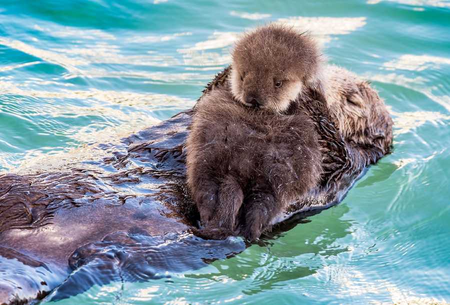 Photos Wild Sea Otters Give Birth In Monterey Tide Pool