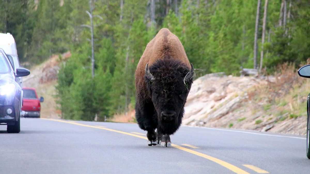 Video shows man taunting bison at Yellowstone National Park Video shows man taunting bison at Yellowstone National Park