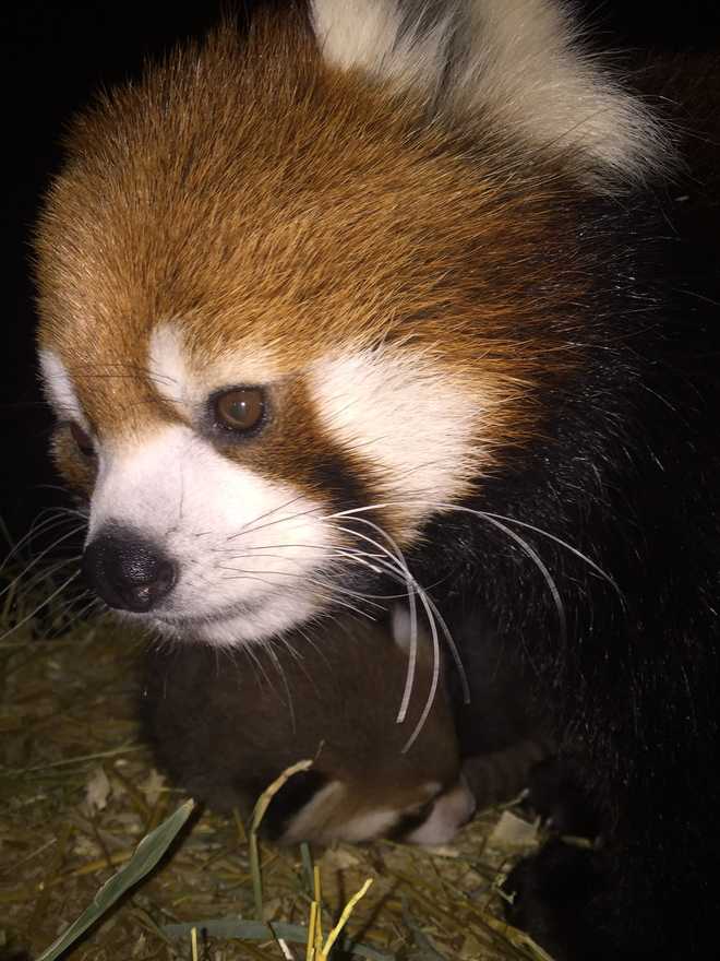 Baby red panda born at Cincinnati Zoo