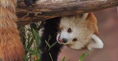 Oklahoma City Zoo launches ‘Red Panda Cam’ - Oklahoma City news ...