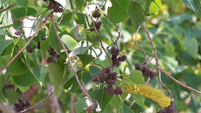 Mississippi tries to control 'Popcorn' tree population