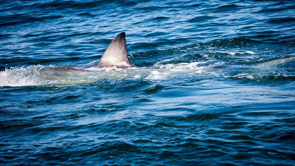 Two great white sharks tracked off South Carolina coast