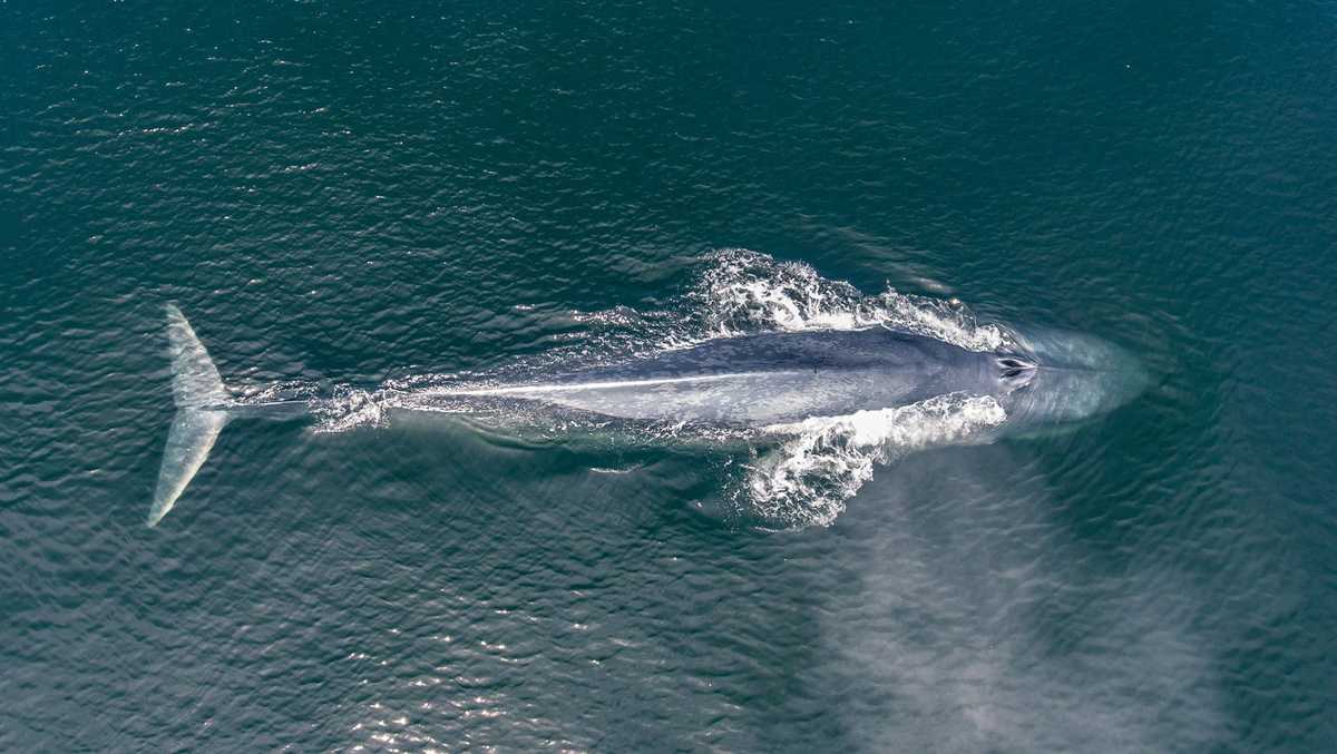Blue whale in Monterey Bay recorded with majestic video