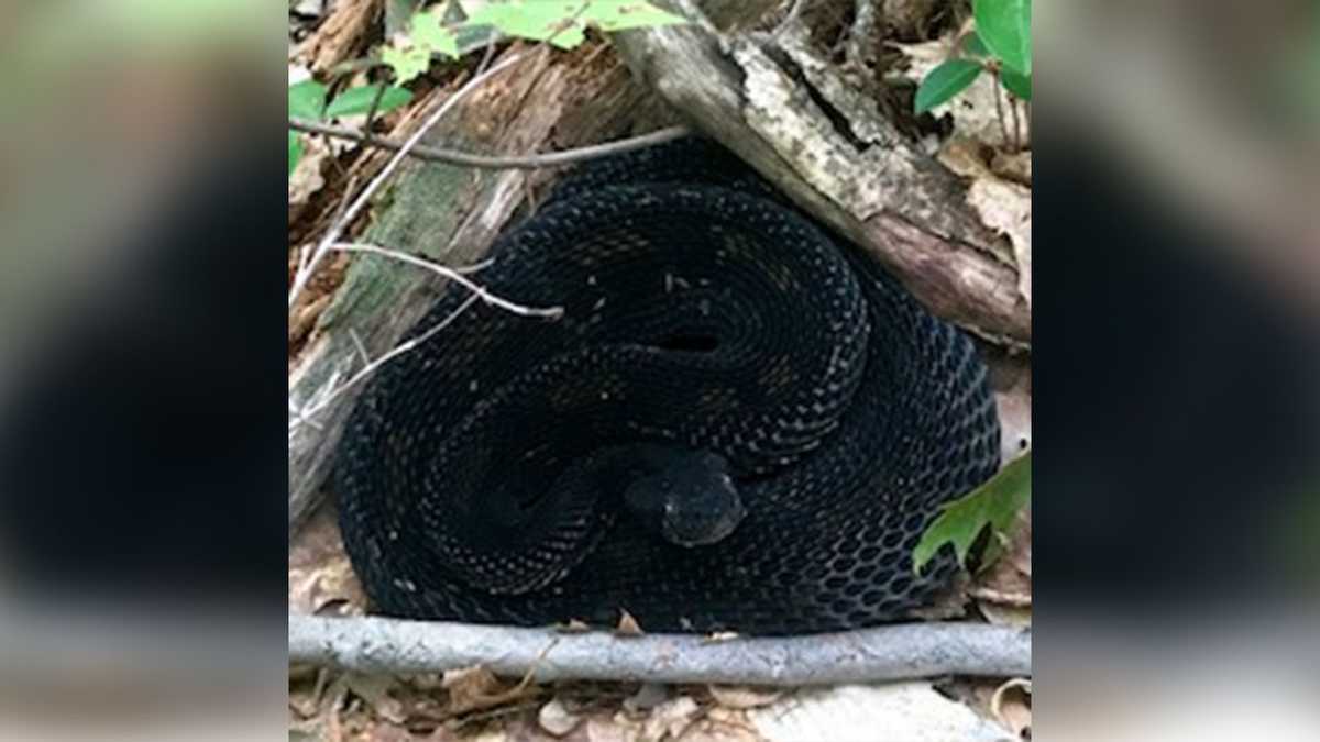 Extremely rare timber rattlesnake captured on camera in NH