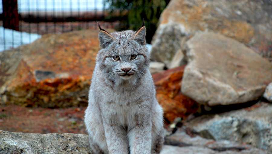 2 rare Canada lynx shot dead in Maine; feds investigating