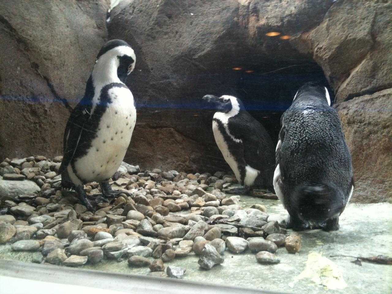 The National Aviary launches live penguin nest cam - Pittsburgh news ...