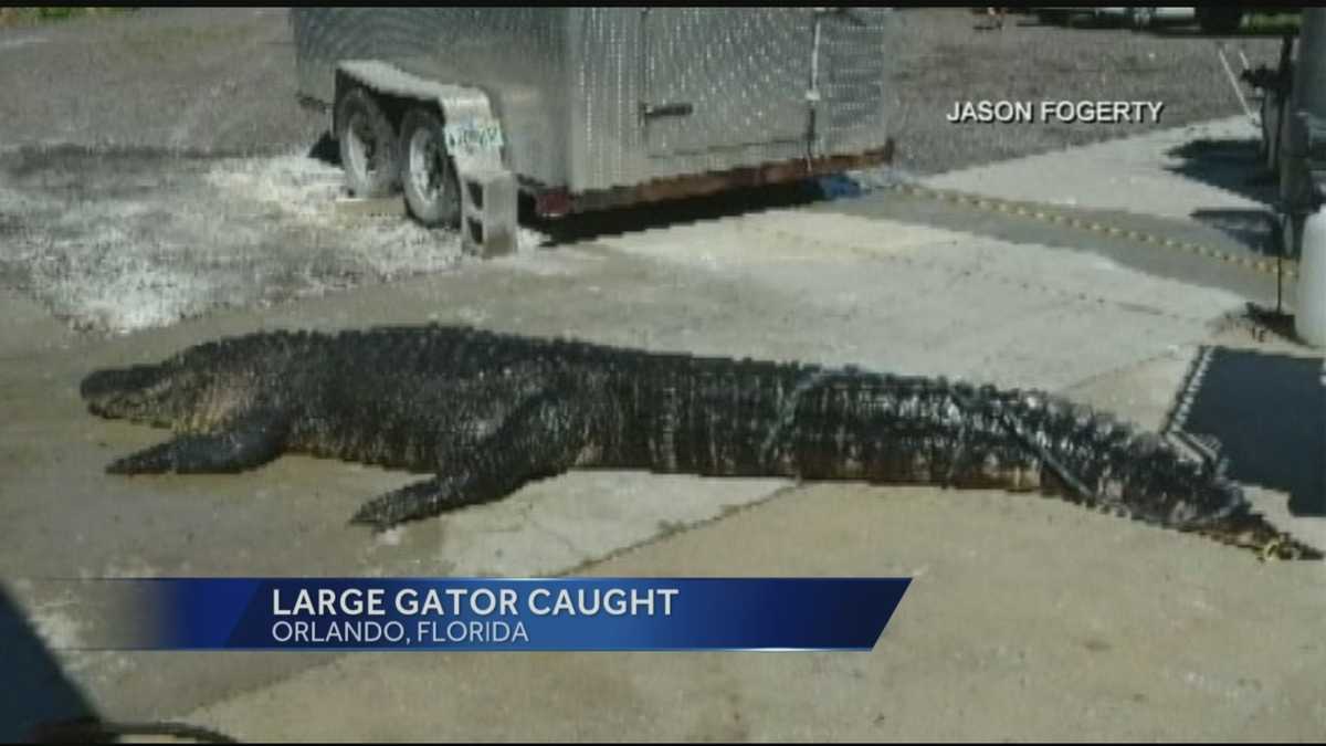 Another giant alligator was caught in Florida recently.