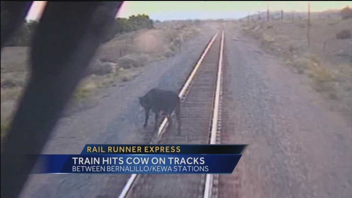 Train hits, kills cow