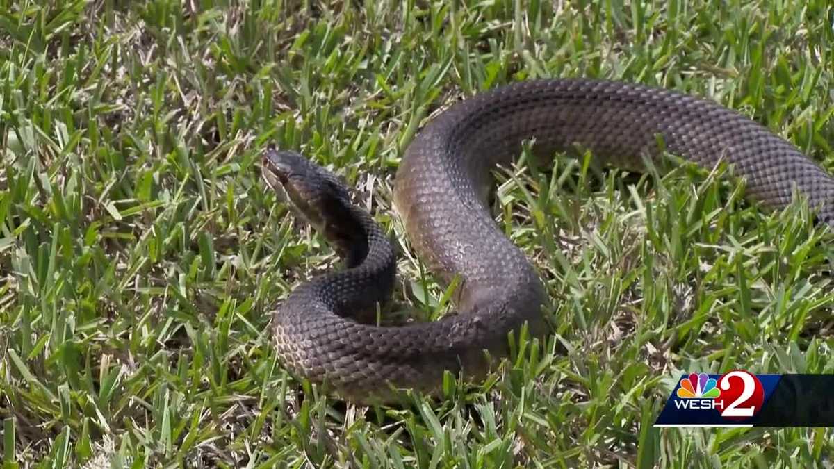 Snakes on the move across Central Florida